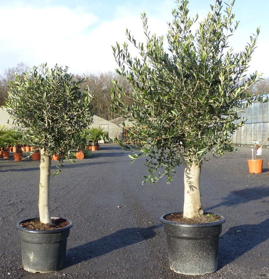 Olivenbaum max. 240 cm buschige Krone Winterhart für 199,99€ (statt 269€)