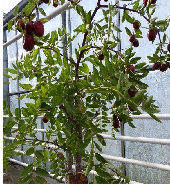 Dattelbaum Ziziphus jujuba 150 - 180cm für 39,99€ (statt 52€)