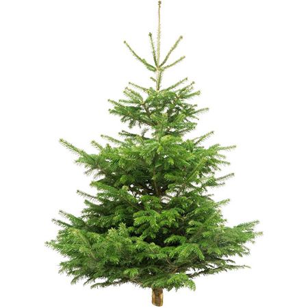 toom Tannenbaumspitzen-Aktion - 5€ Gutschein bei Kauf eines Tannenbaums